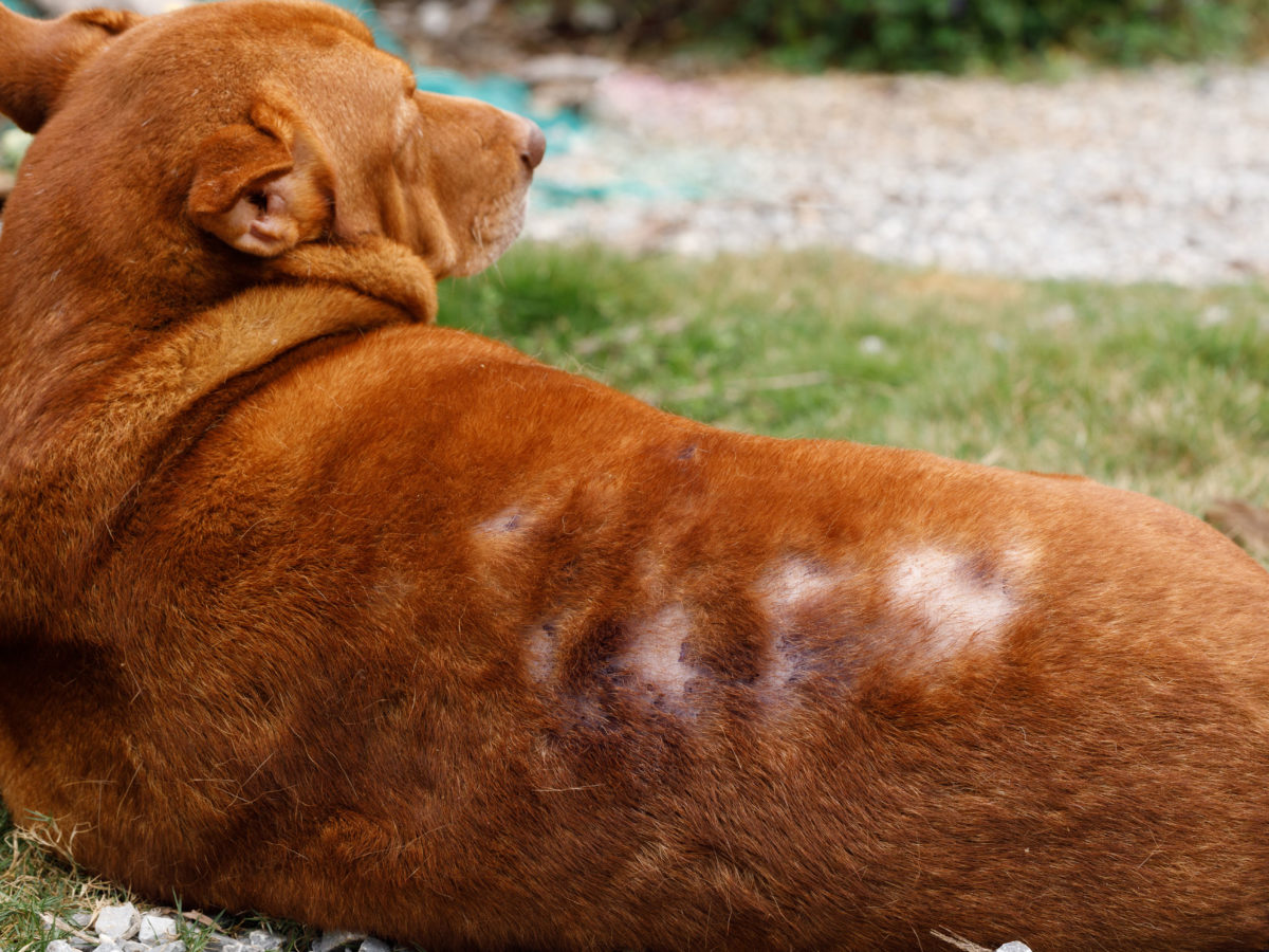 Dermodectic Mange In Dogs - Animal Infirmary Veterinary